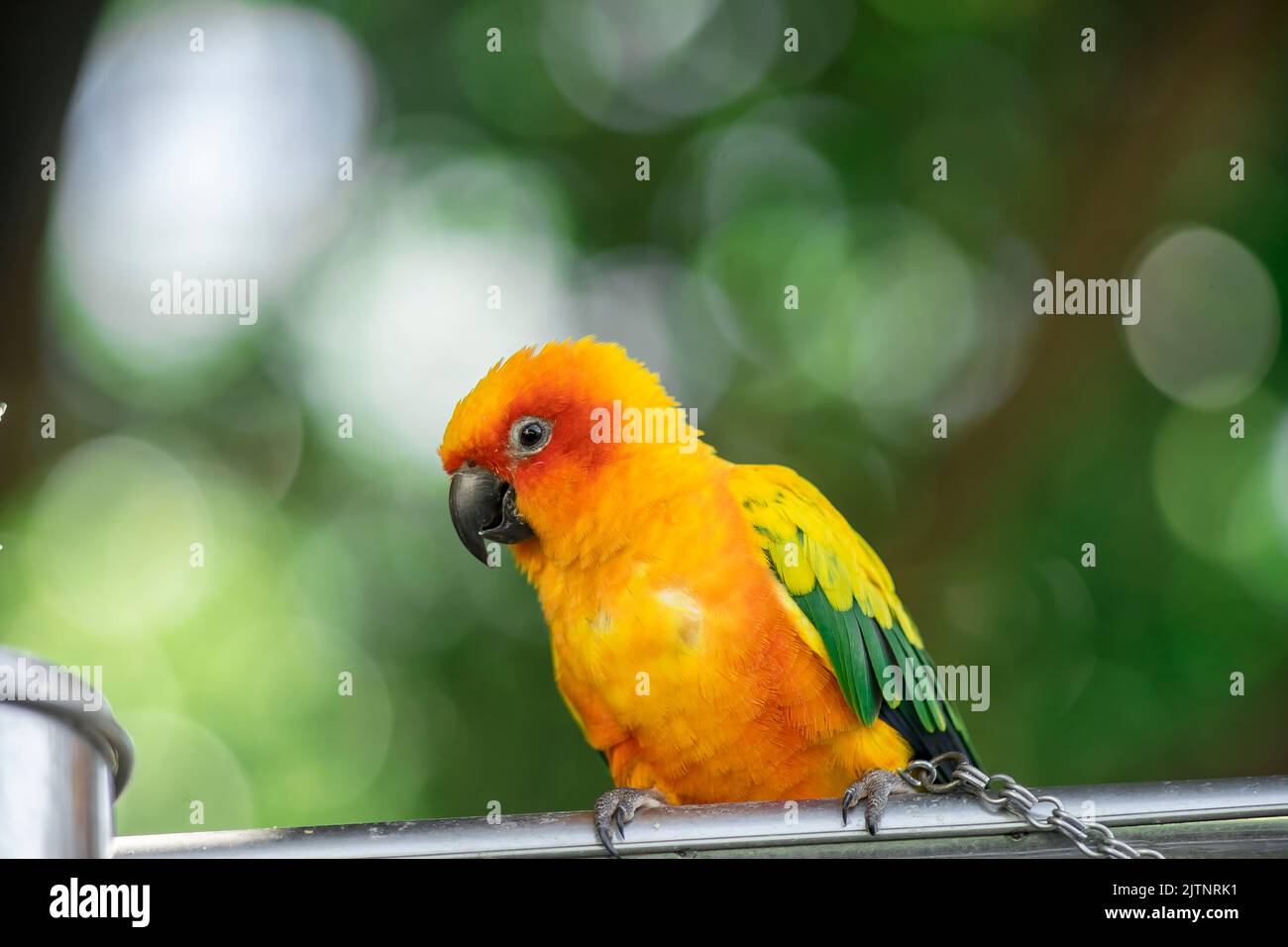parrots of all colors are rare and extinct birds all over the world ...