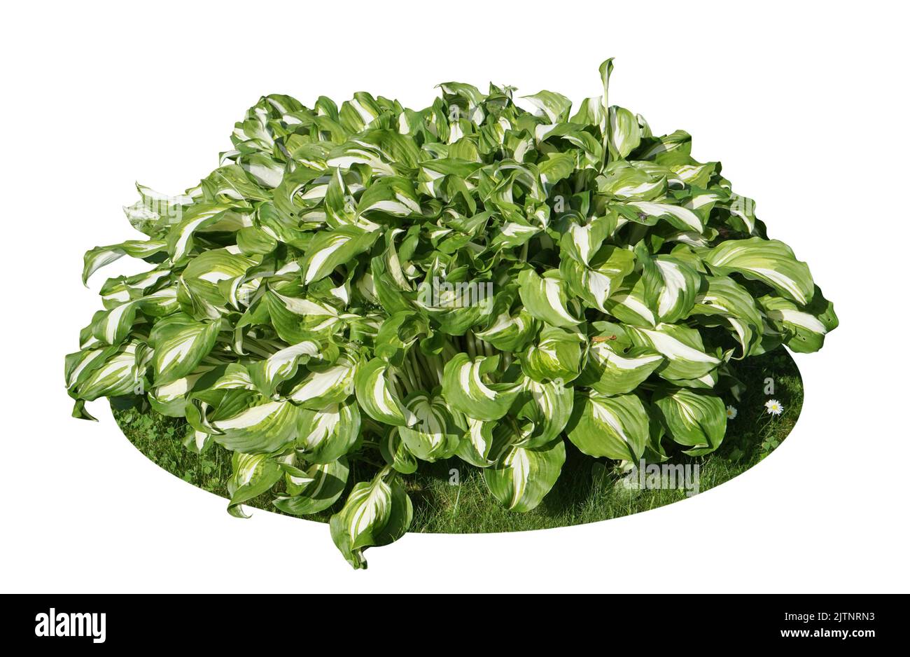 Bush of ornamental garden plant Striped Hosta isolated on white Stock ...