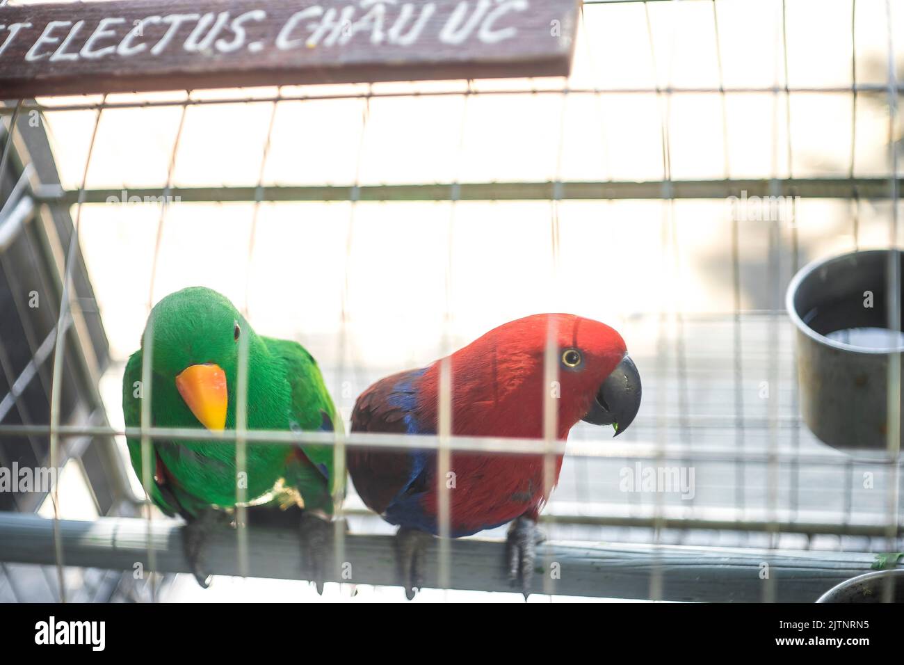 parrots of all colors are rare and extinct birds all over the world ...