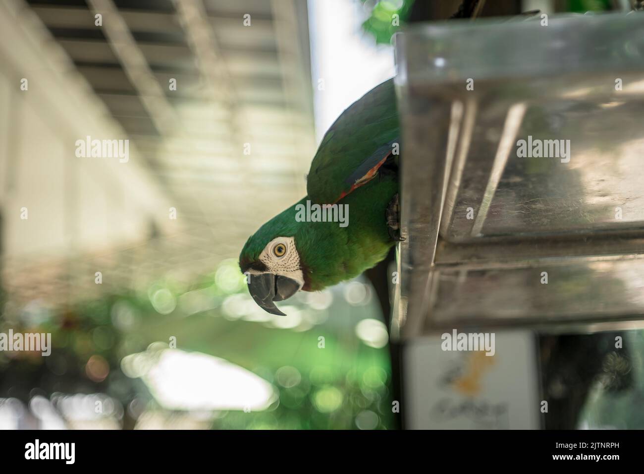 parrots of all colors are rare and extinct birds all over the world ...