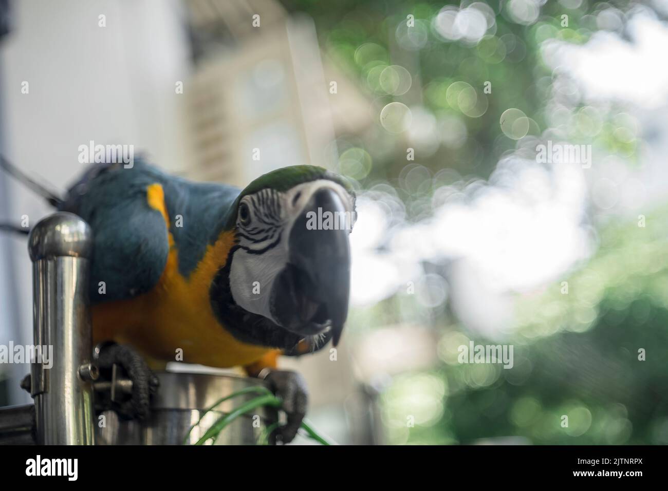 parrots of all colors are rare and extinct birds all over the world ...