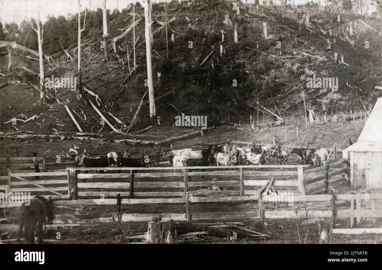 historic photograph of cattle farming and clearing in the tweed valley ...