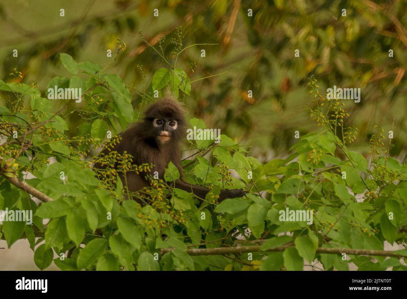 A Dusky Leaf Monkey also known as Spectacled Langur and Spectacled Leaf ...