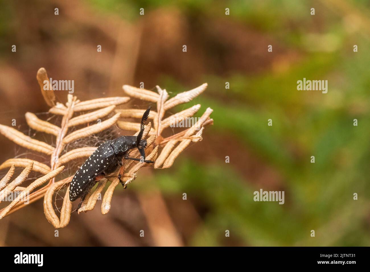 The male Feather-horned Beetle (Rhipicera femorata) has large antennae ...