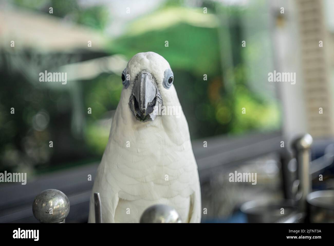 parrots of all colors are rare and extinct birds all over the world ...