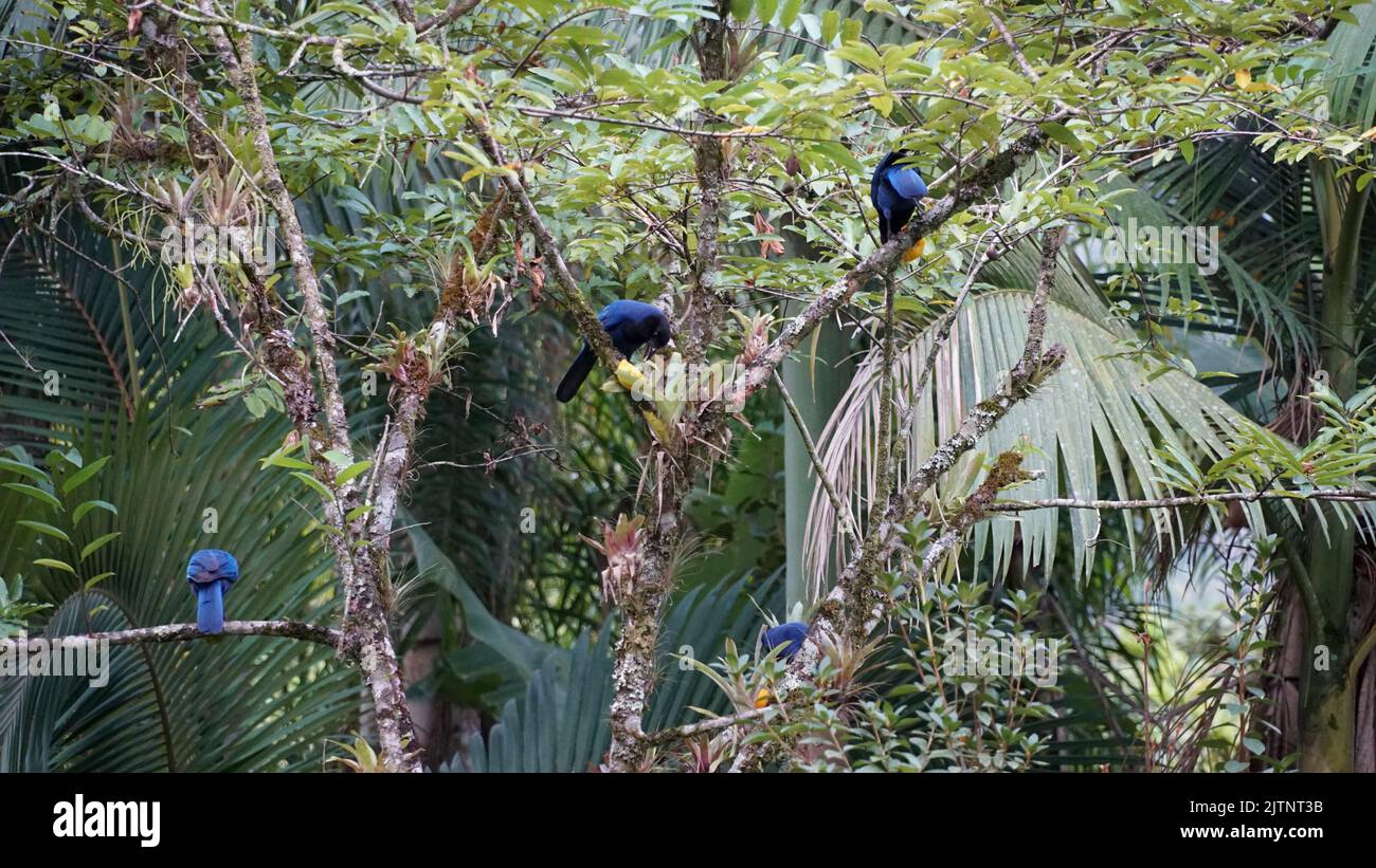 Blue jay, typical bird of the Atlantic Forest, inhabits from the state ...