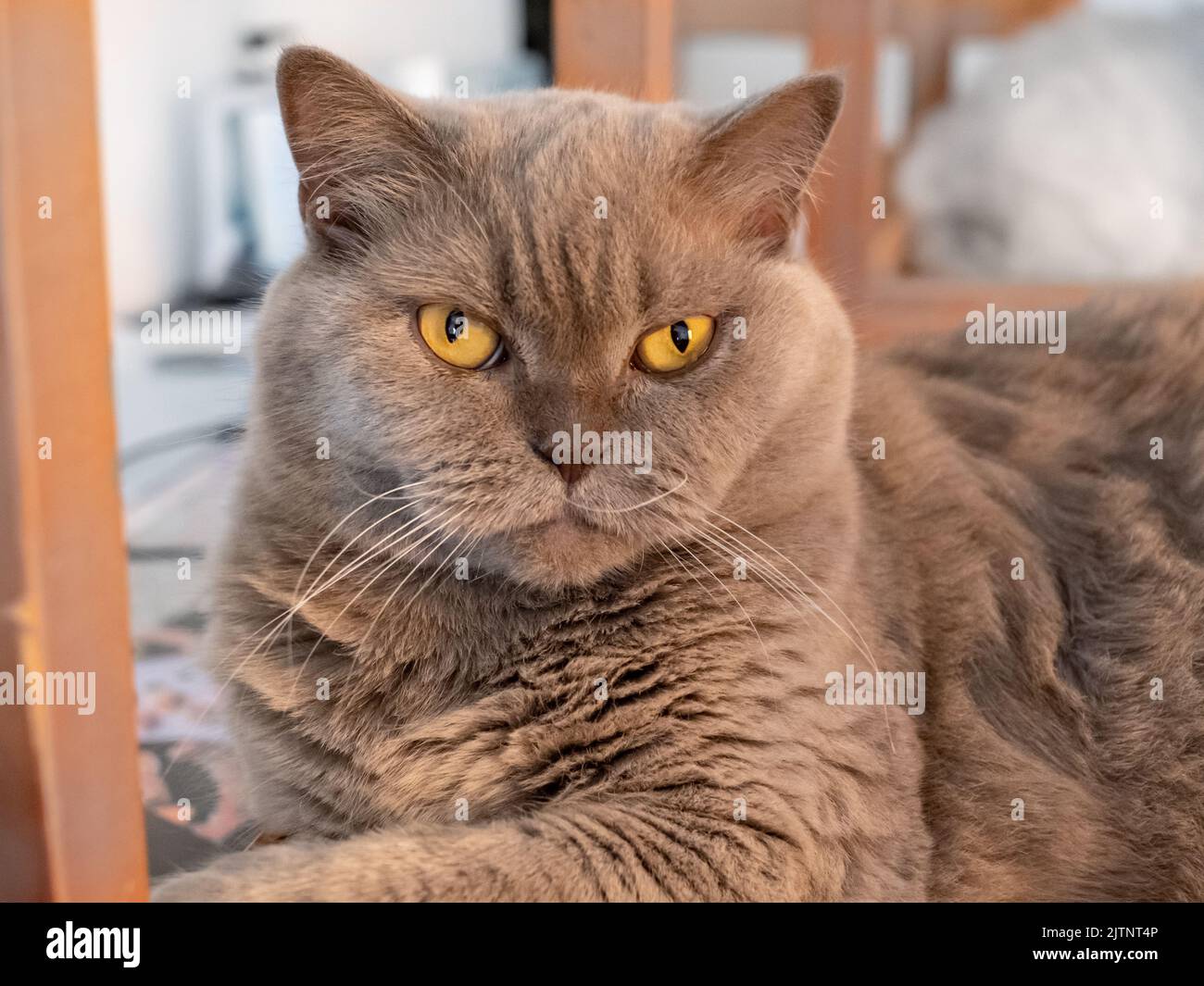 Portrait of British lilac cat with yellow eyes. Close-up Stock Photo ...
