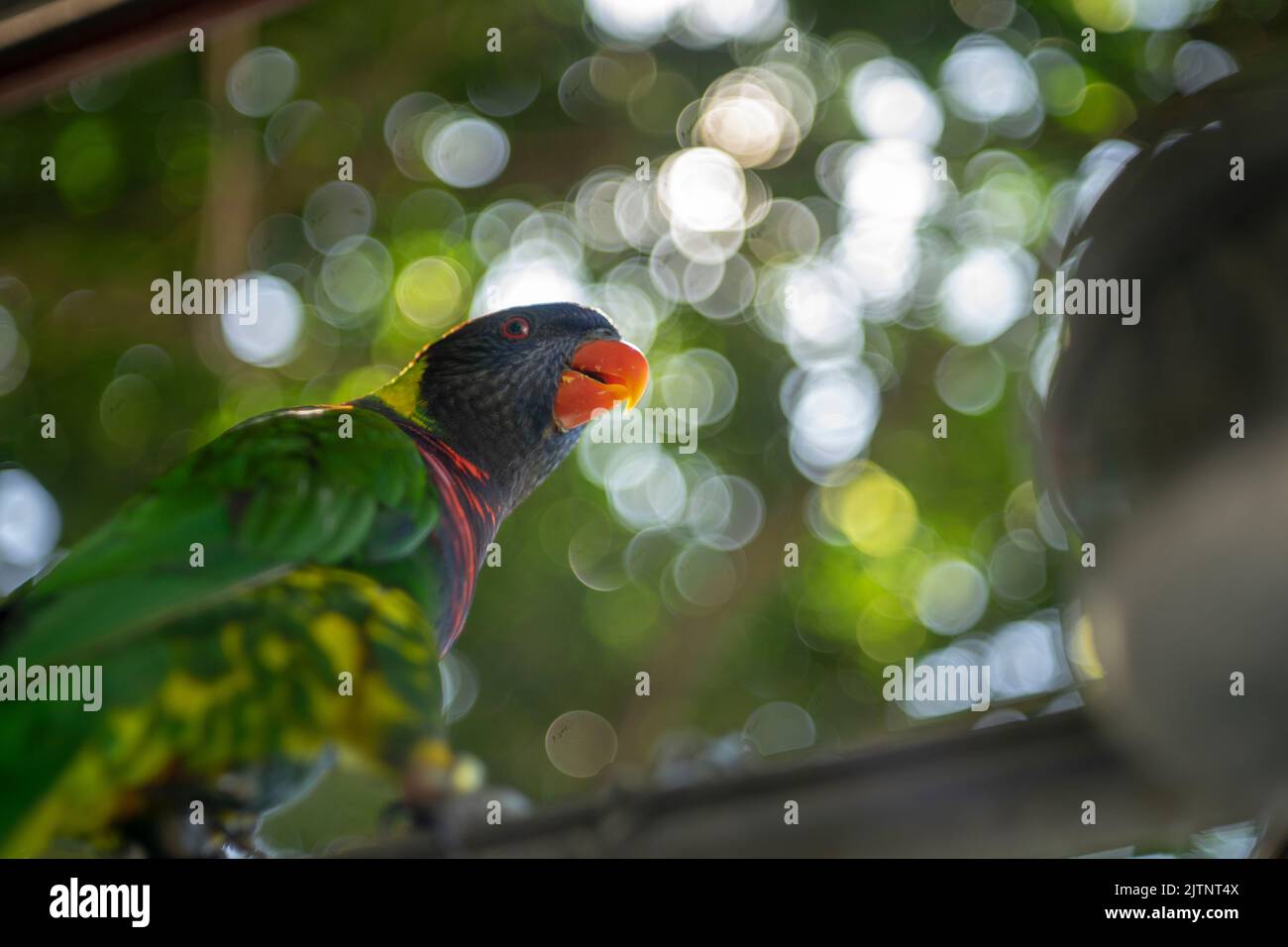 parrots of all colors are rare and extinct birds all over the world ...