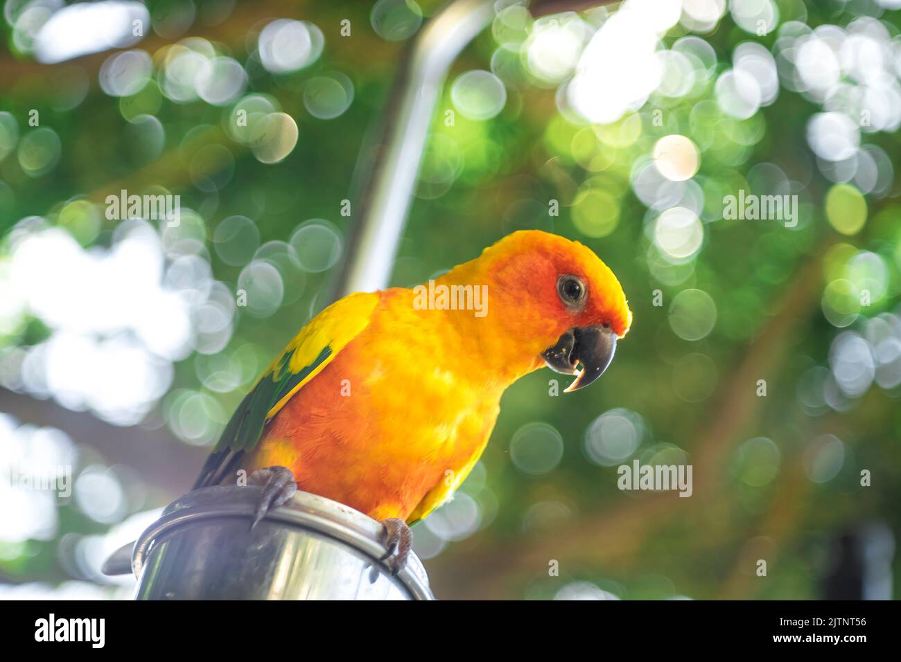 parrots of all colors are rare and extinct birds all over the world ...