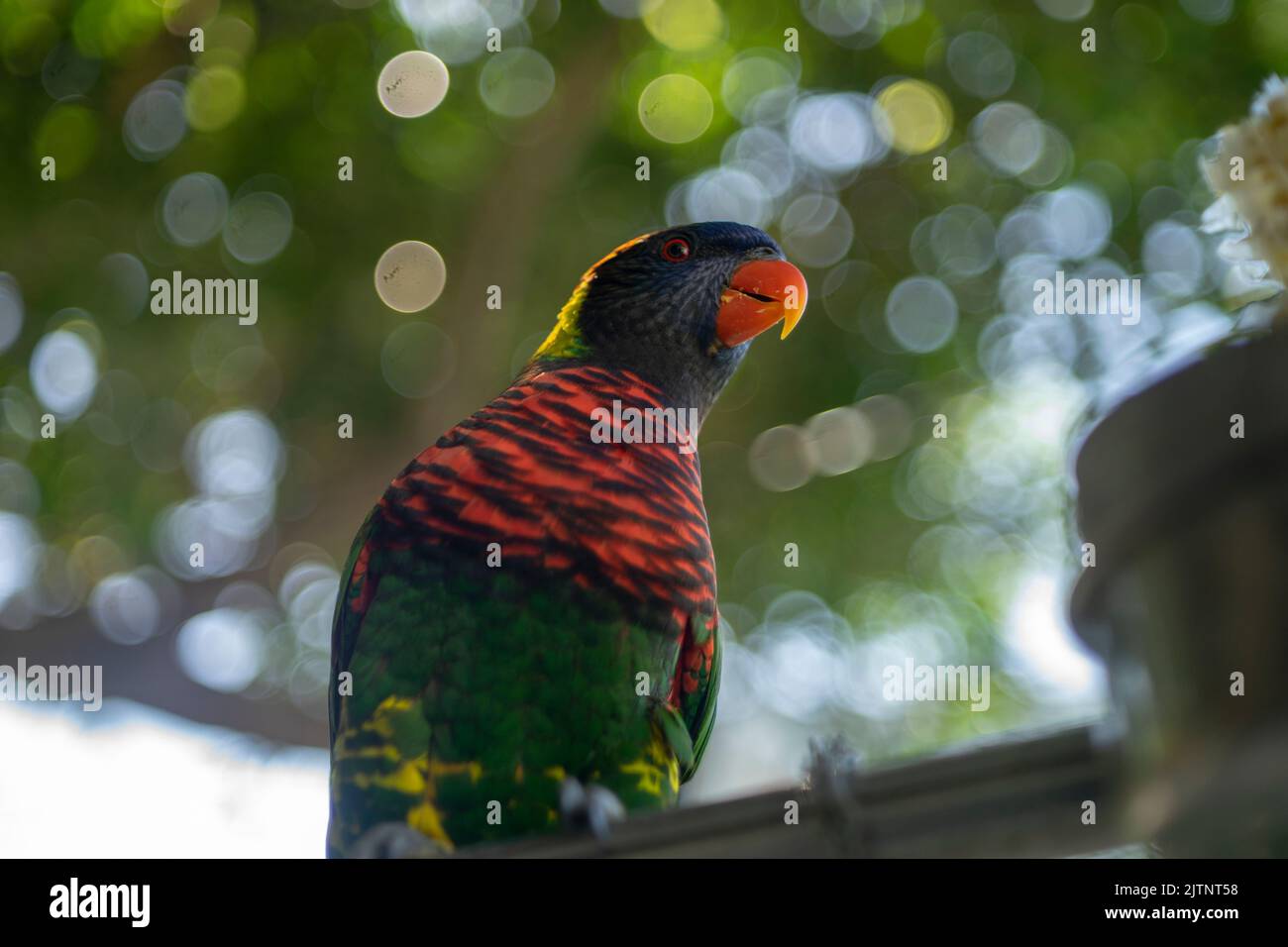 parrots of all colors are rare and extinct birds all over the world ...