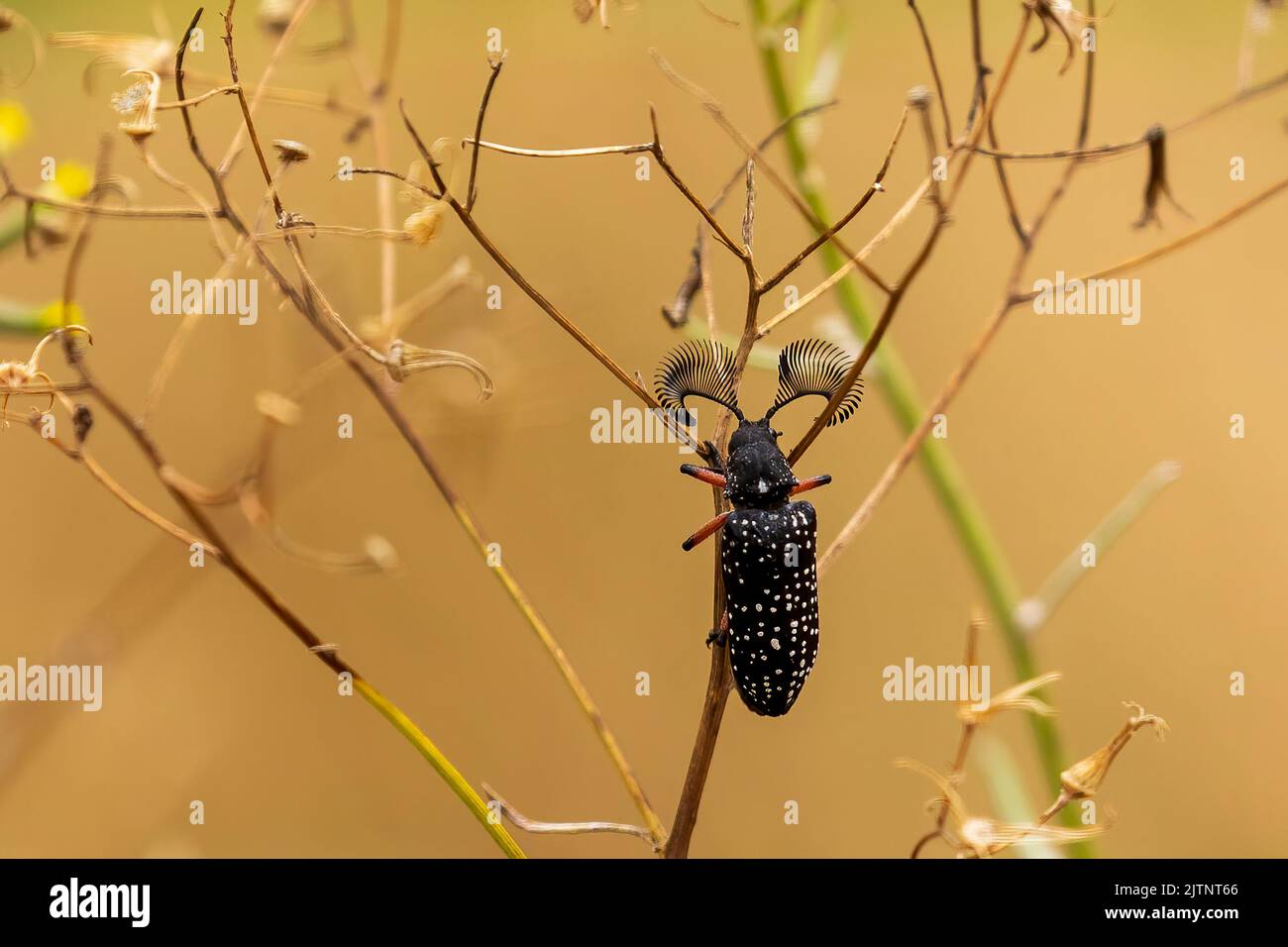 The male Feather-horned Beetle (Rhipicera femorata) has large antennae ...