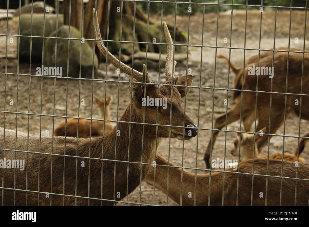 A deer in an enclosure in Zoo Negara Malaysia Stock Photo - Alamy