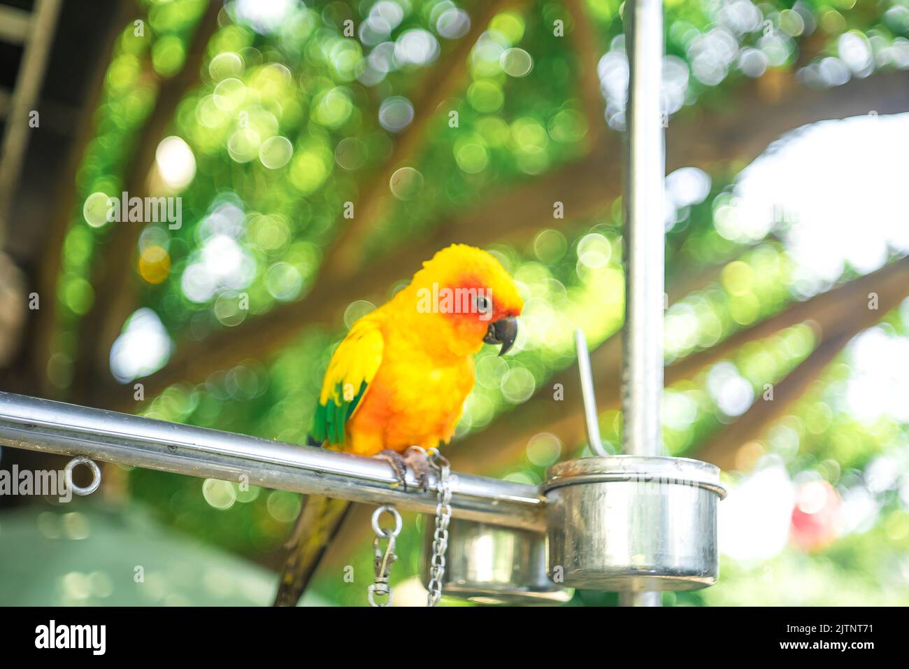 parrots of all colors are rare and extinct birds all over the world ...