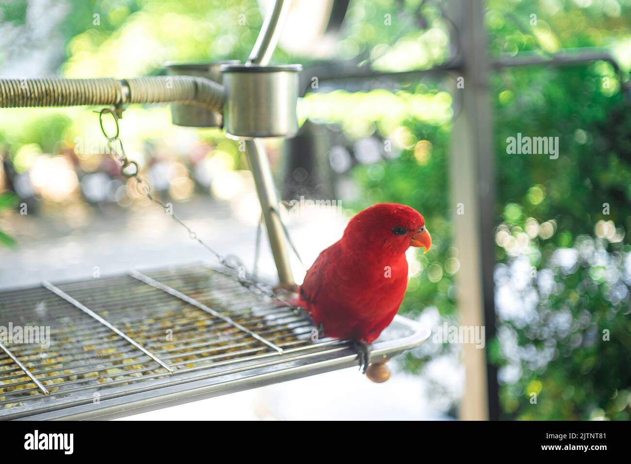 parrots of all colors are rare and extinct birds all over the world ...