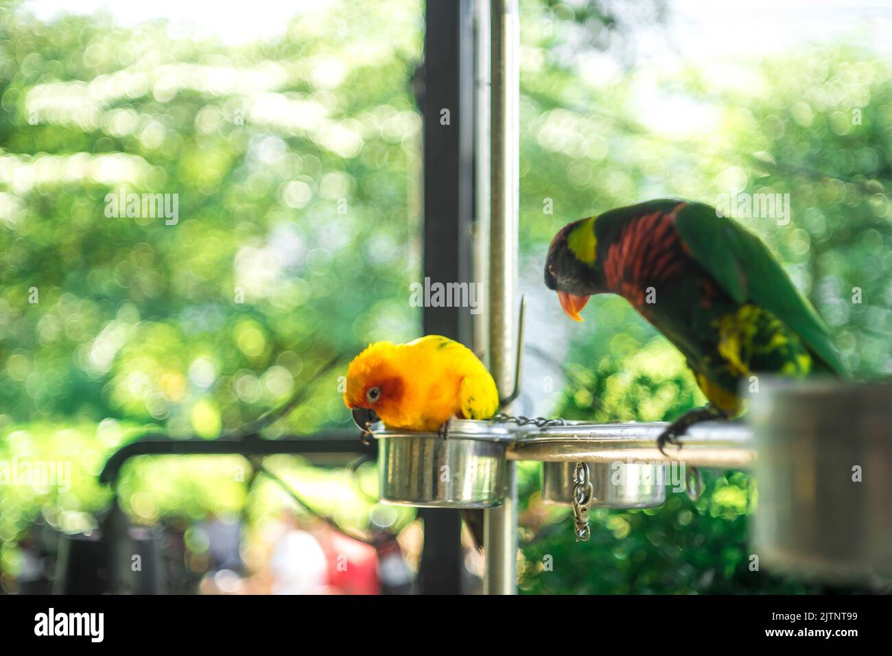 parrots of all colors are rare and extinct birds all over the world ...