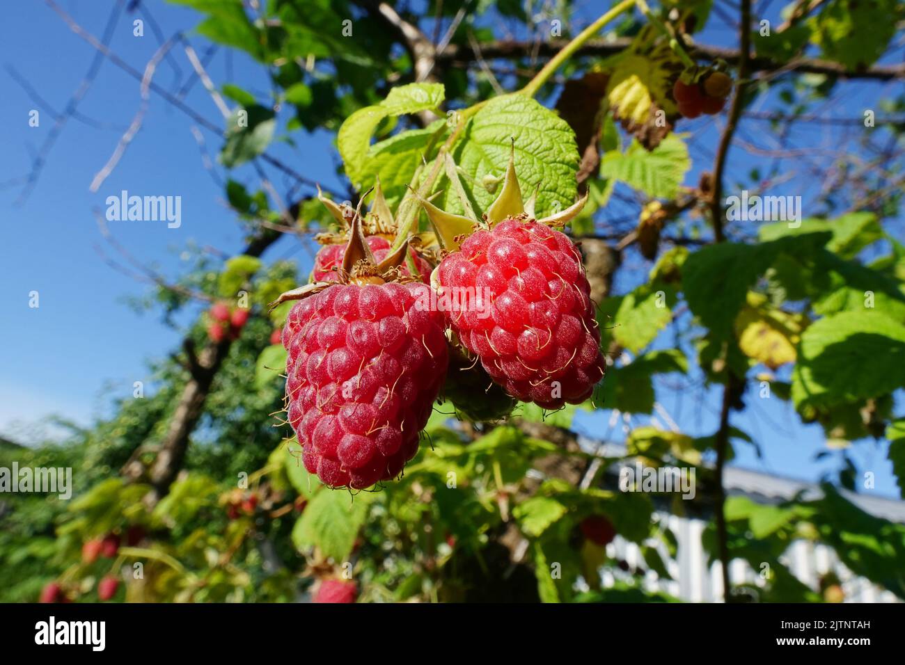 Ripe raspberries in the summer garden Stock Photo - Alamy