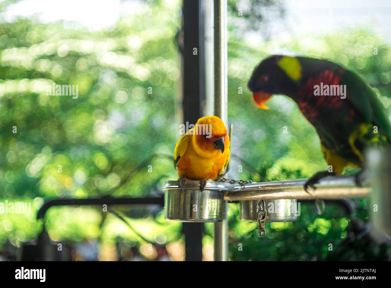 Extinct birds all over the world hi-res stock photography and images ...