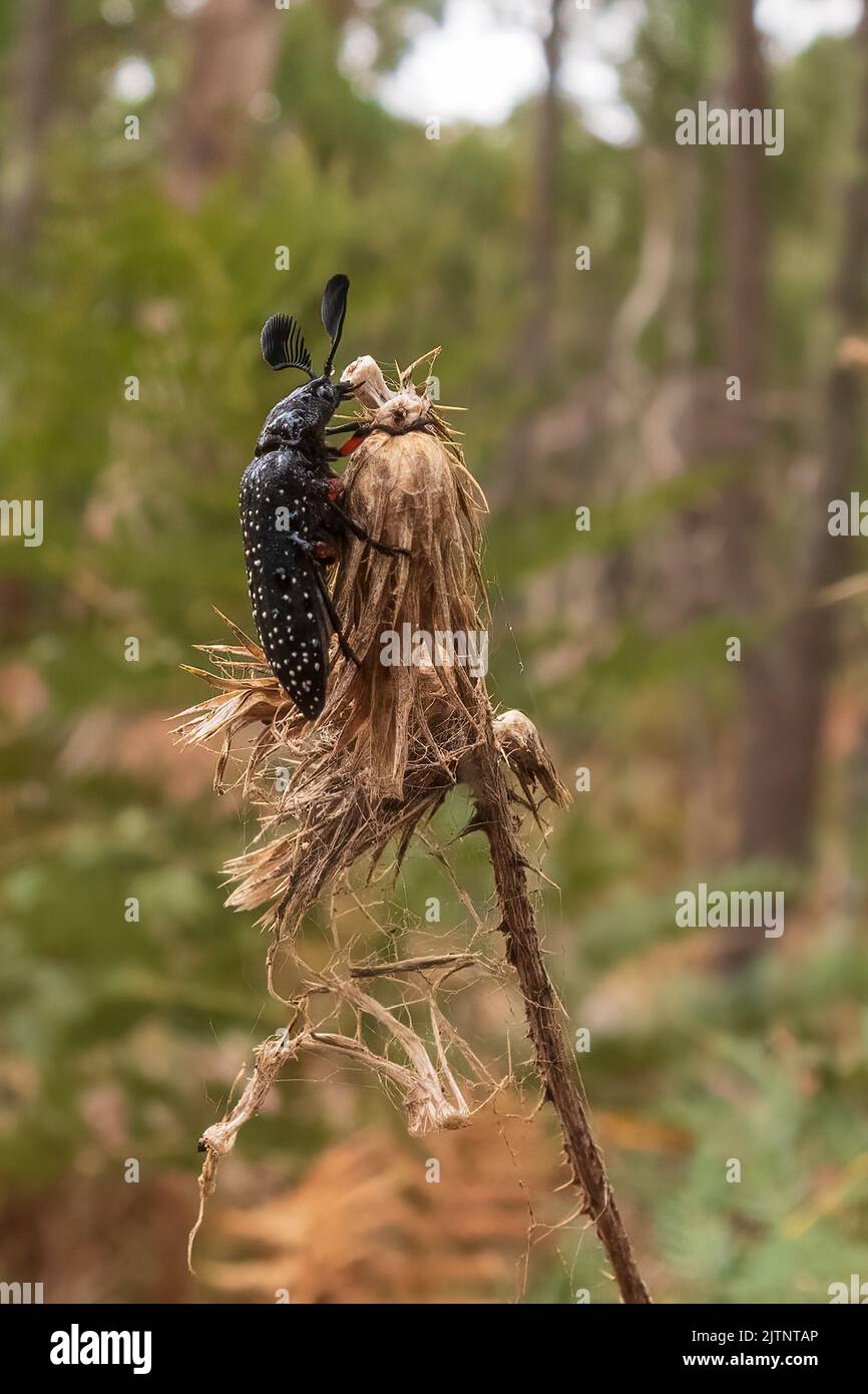 The male Feather-horned Beetle (Rhipicera femorata) has large antennae ...