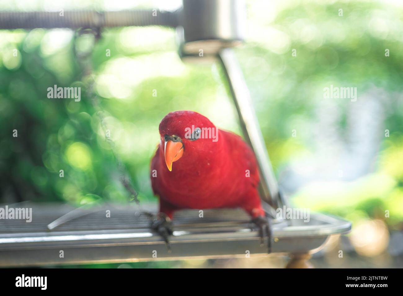 parrots of all colors are rare and extinct birds all over the world ...