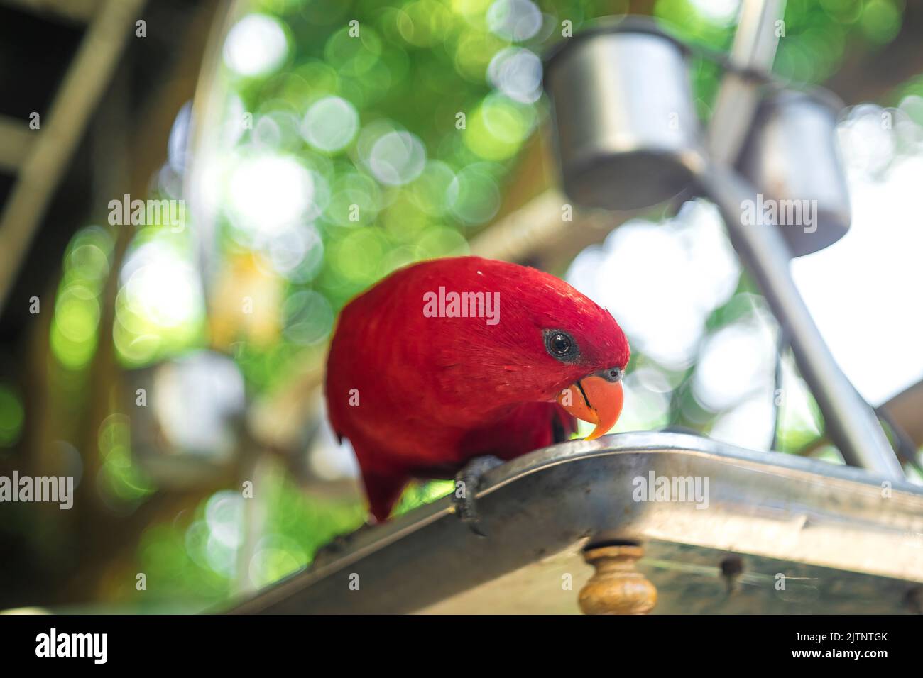 parrots of all colors are rare and extinct birds all over the world ...