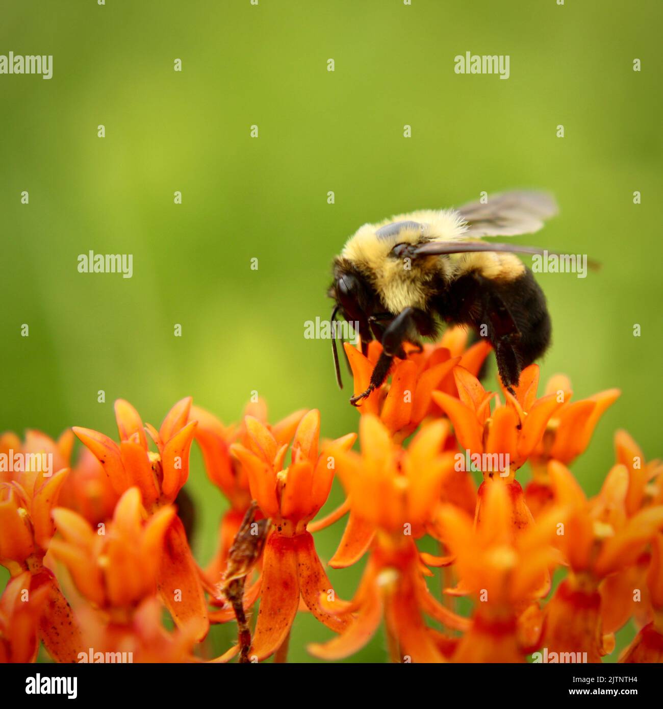 Bee on weed hi-res stock photography and images - Alamy