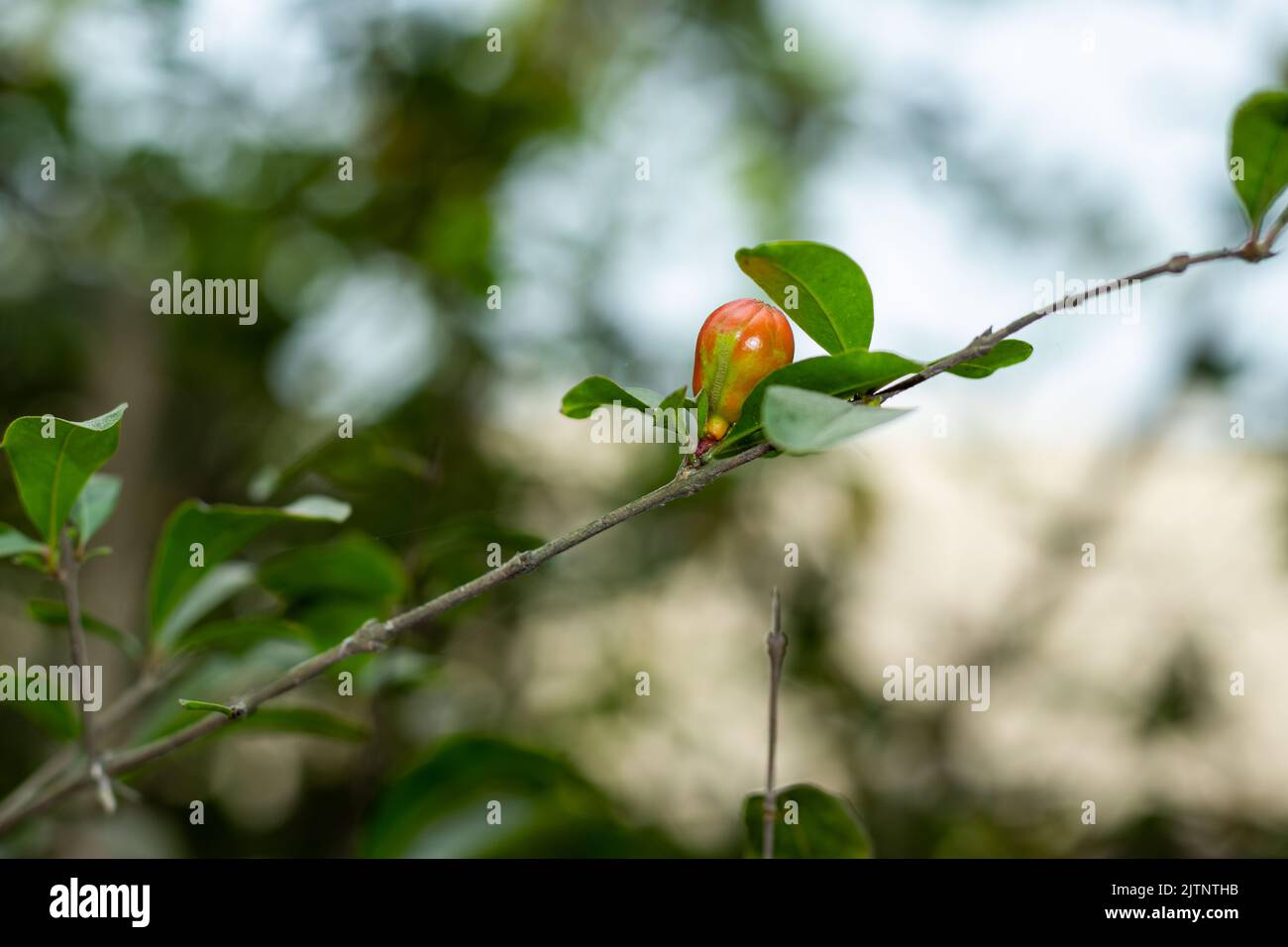 Show stopper hi-res stock photography and images - Alamy