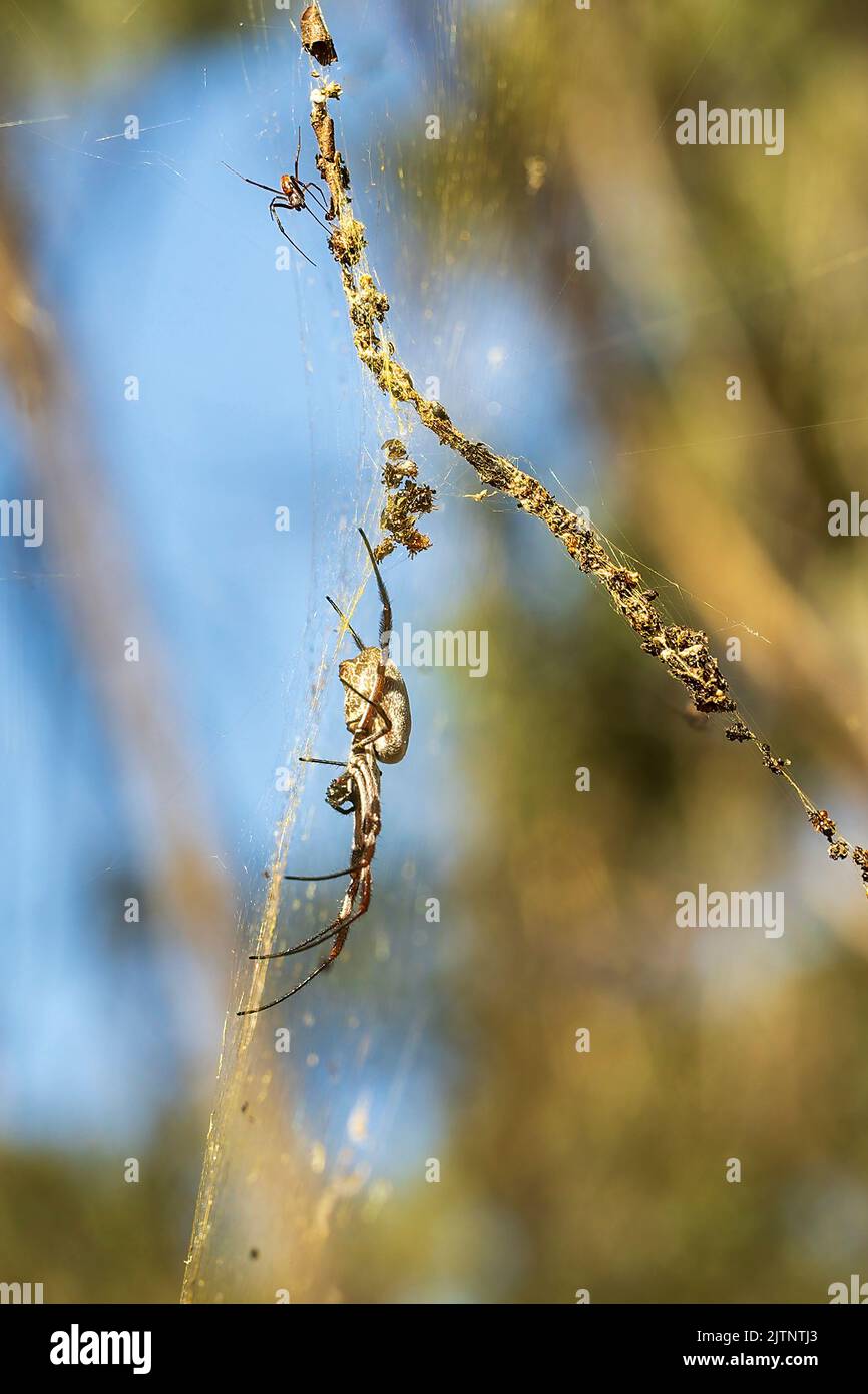 Female Golden Orb-weaving Spider (Nephila edulis Stock Photo - Alamy