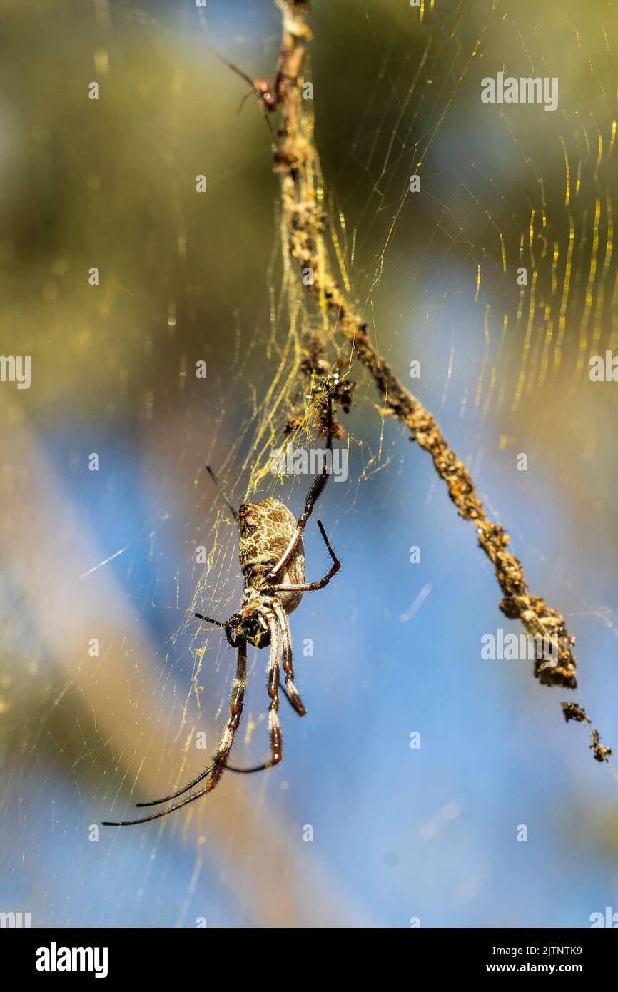 Female Golden Orb-weaving Spider (Nephila edulis Stock Photo - Alamy