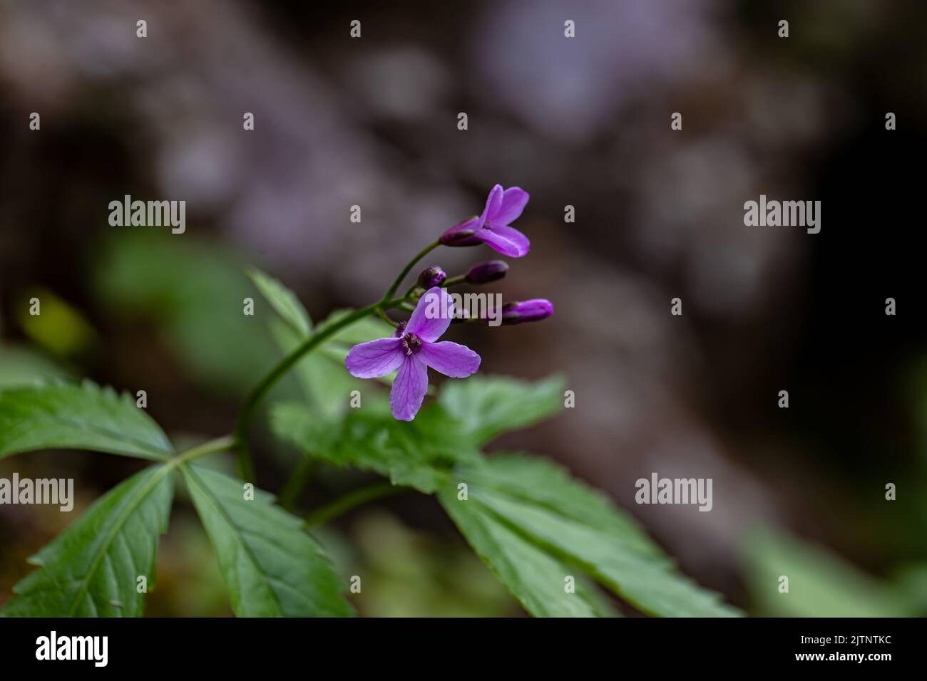 Five leaflet bitter cress cardamine pentaphyllos hi-res stock ...