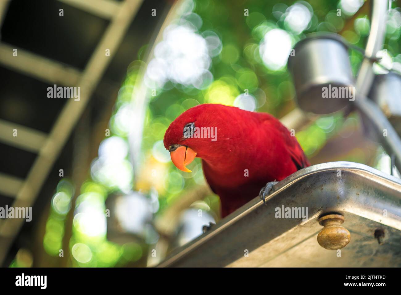 parrots of all colors are rare and extinct birds all over the world ...