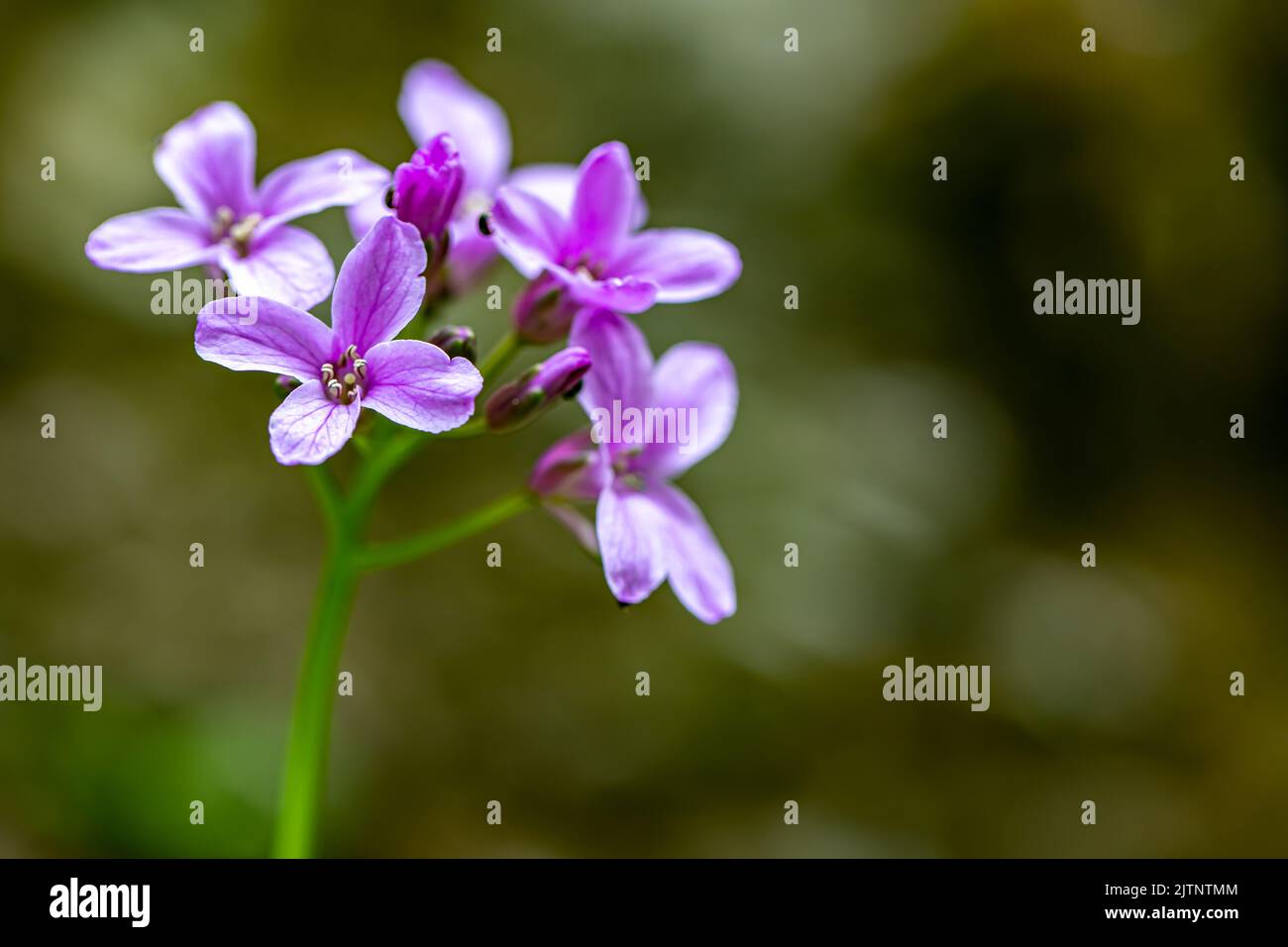 Five leaflet bitter cress cardamine pentaphyllos hi-res stock ...