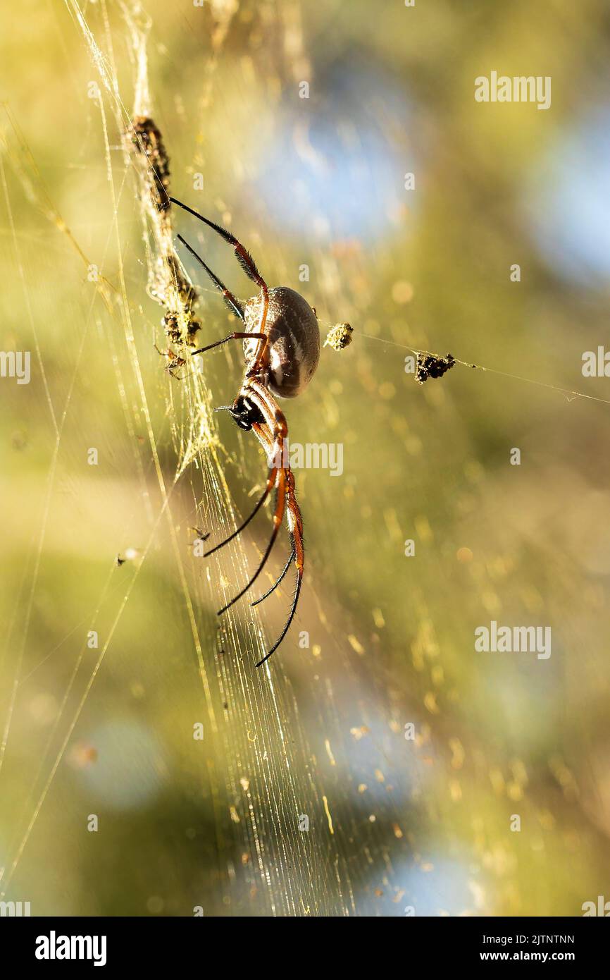 Female Golden Orb-weaving Spider (Nephila edulis Stock Photo - Alamy