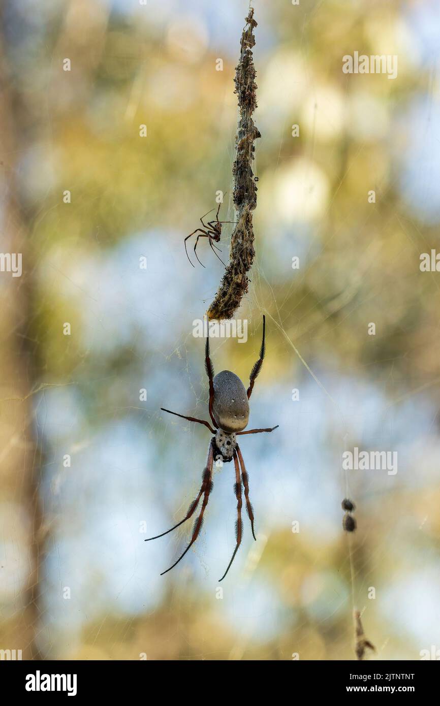 Female Golden Orb-weaving Spider (Nephila edulis Stock Photo - Alamy