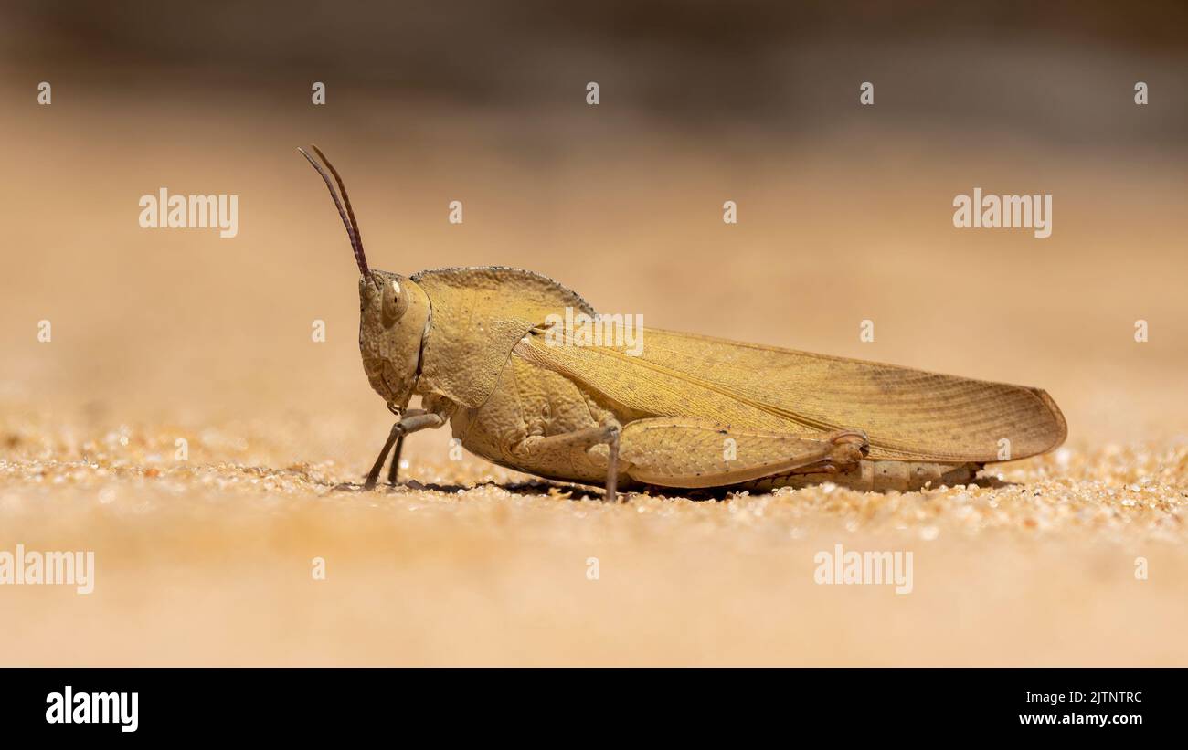 The Common Gumleaf Grasshopper (Goniaea australasiae) is brown in ...