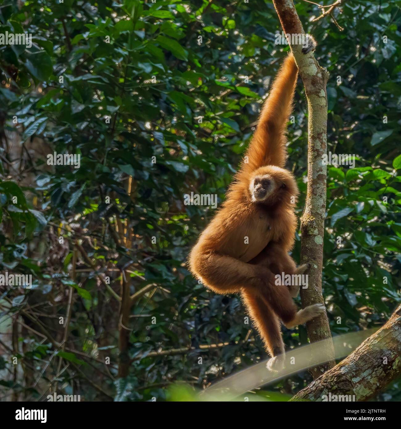 A Lar Gibbon also known as a White-handed Gibbon (Hylobates lar) seated ...