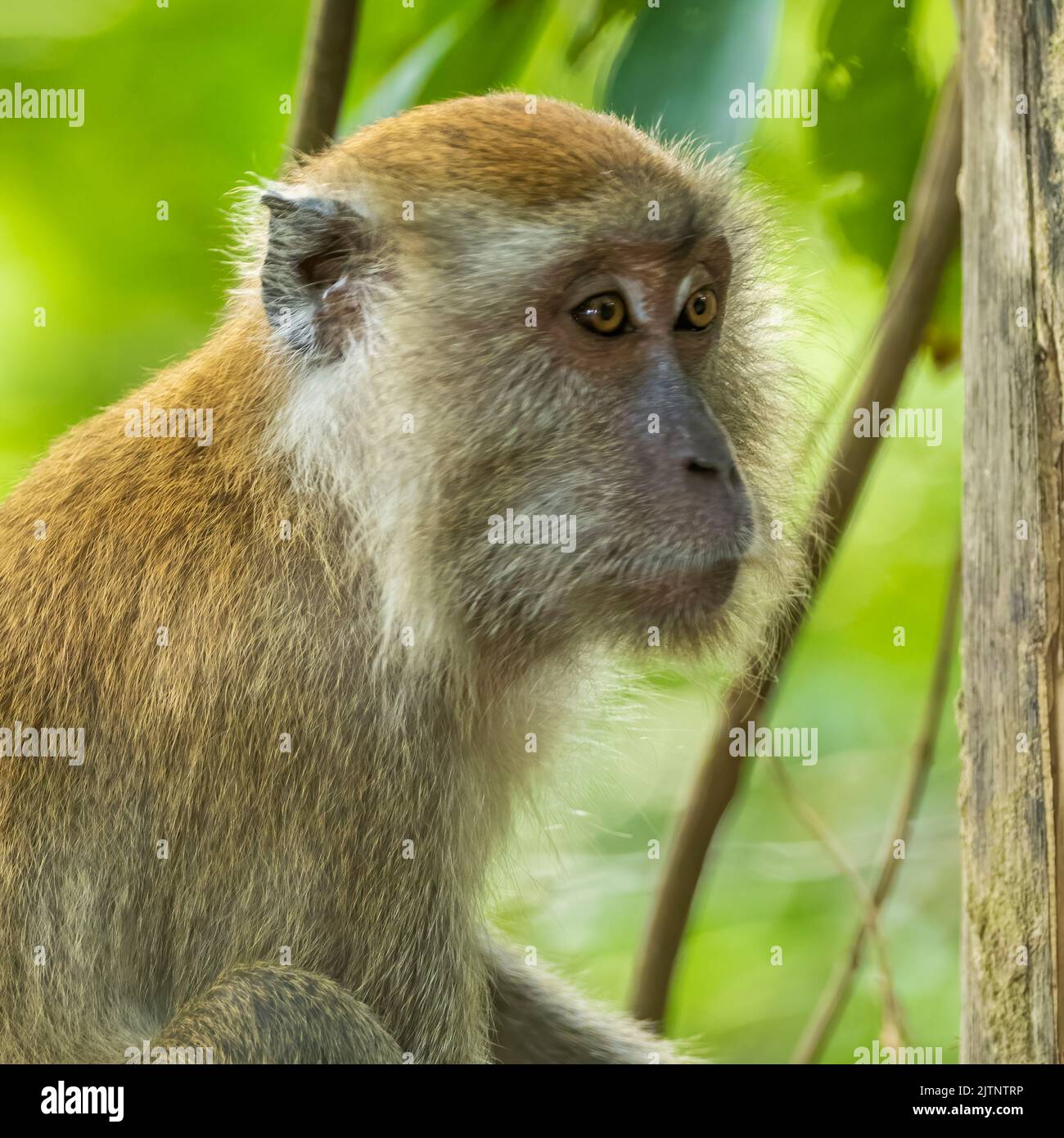 Profile portrait of a Long-tailed Macaque (Macaca fascicularis Stock ...