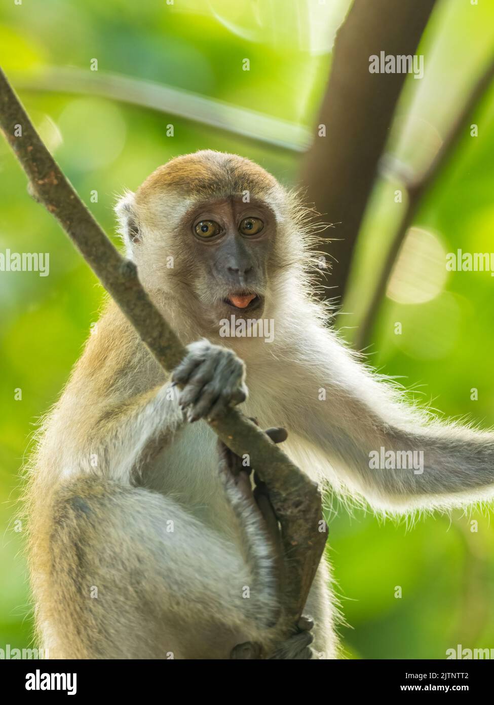 Female long tailed macaque monkey hi-res stock photography and images ...