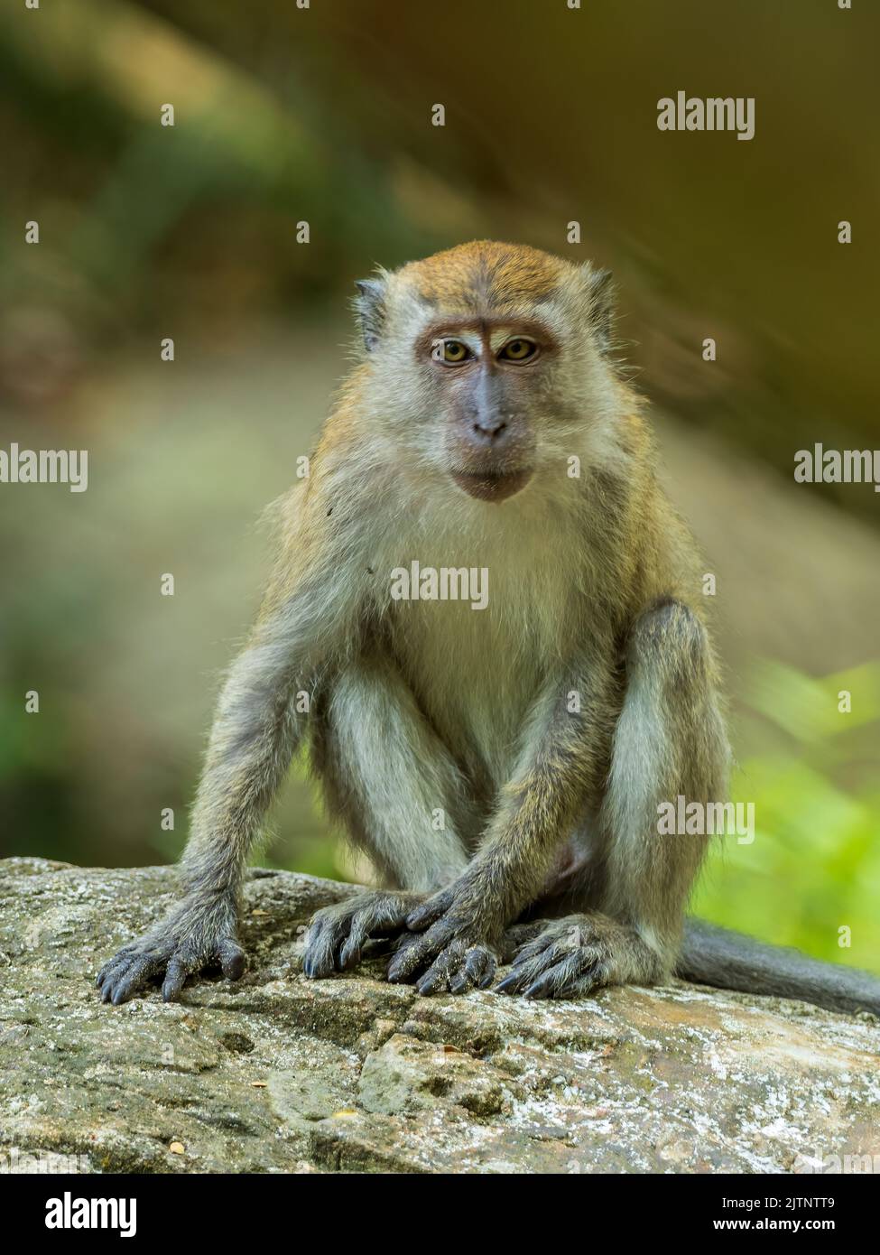 Beautiful long tailed macaque hi-res stock photography and images - Alamy