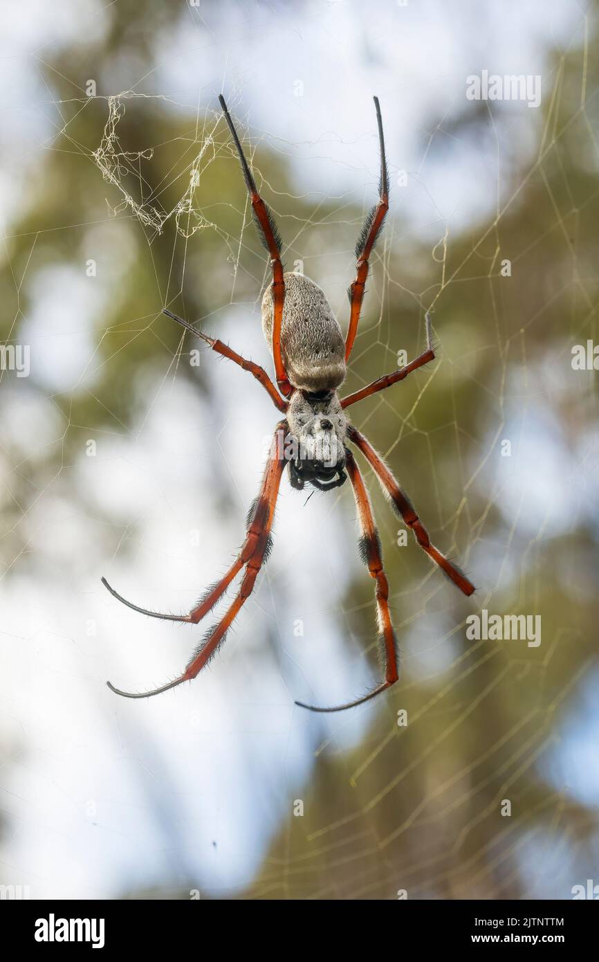 Female Golden Orb-weaving Spider (Nephila edulis Stock Photo - Alamy