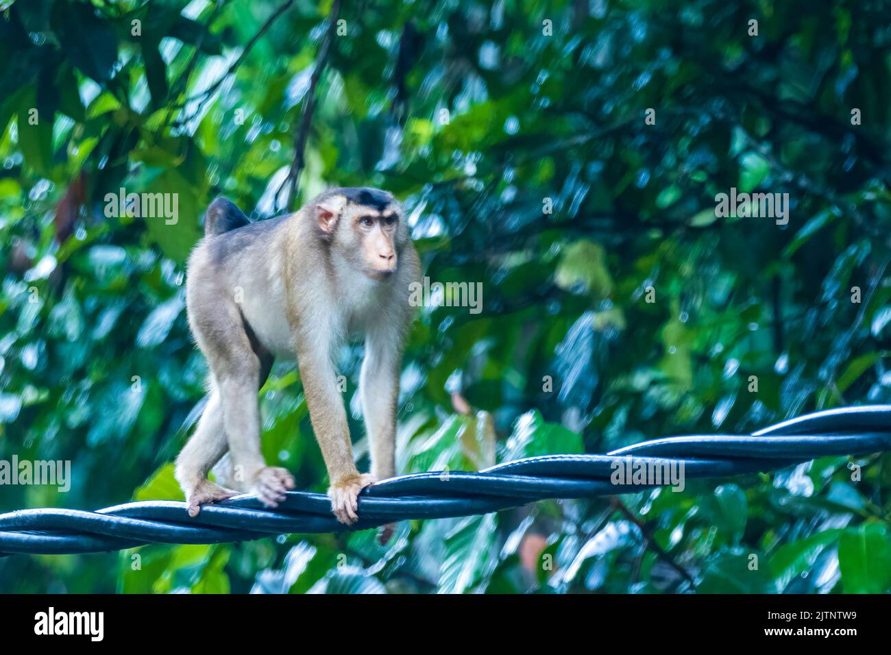 A family of Southern Pig-tailed Macaques (Macaca nemestrina) sitting on ...