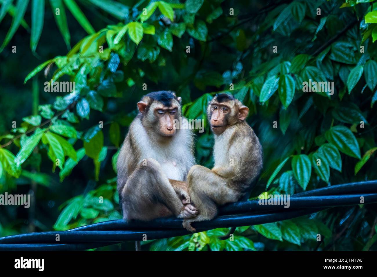 A family of Southern Pig-tailed Macaques (Macaca nemestrina) sitting on ...