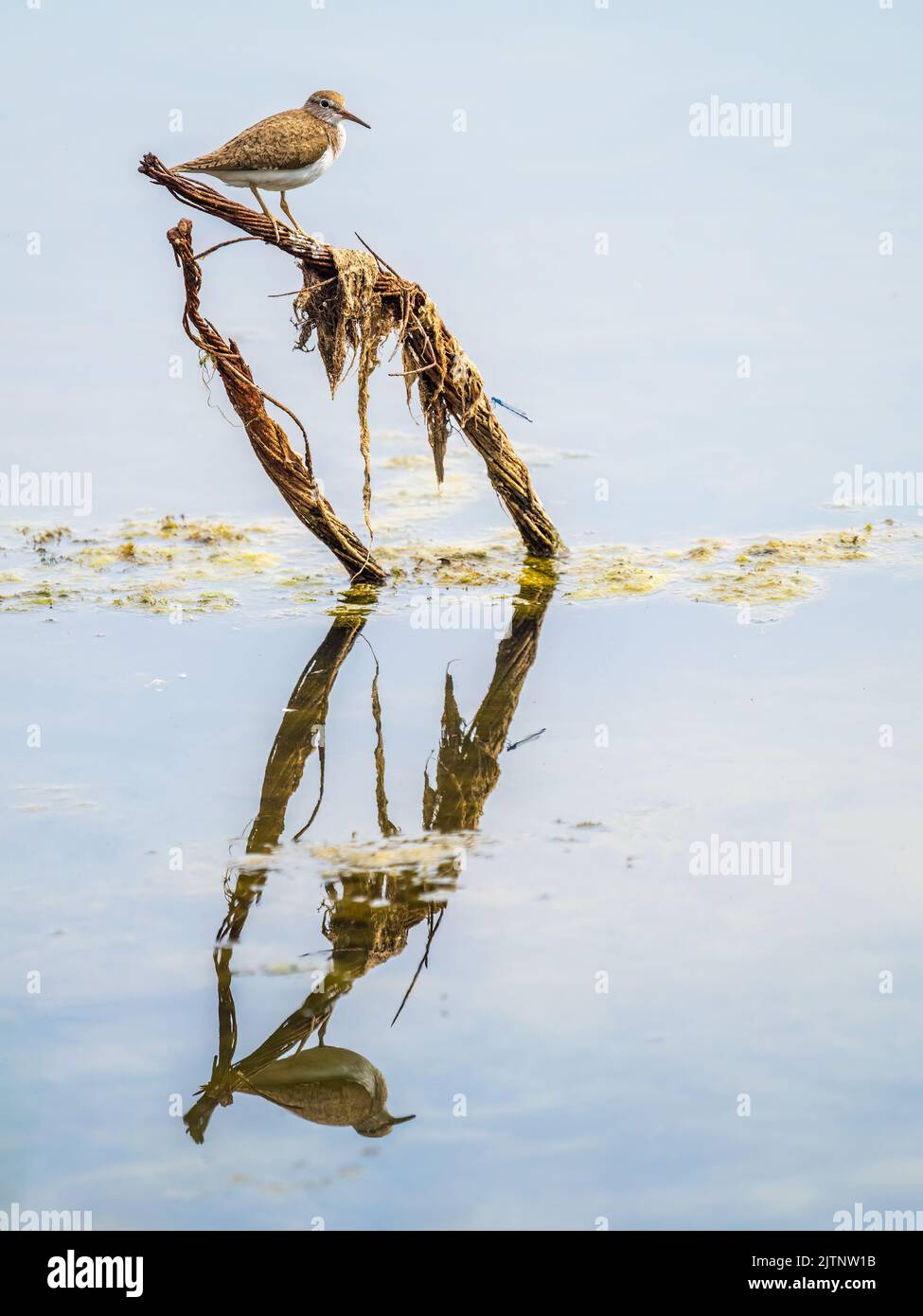 Common sandpiper, Actitis hypoleucos, resting lake shore with ...