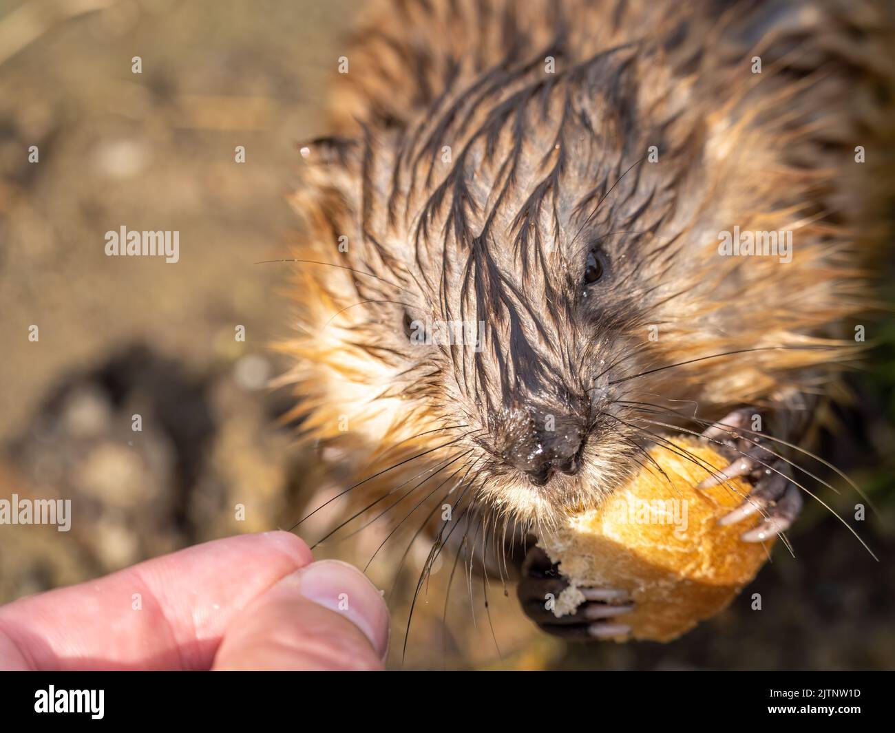 Muskrat eats bread from human hand. Human hand is feeding Muskrat ...