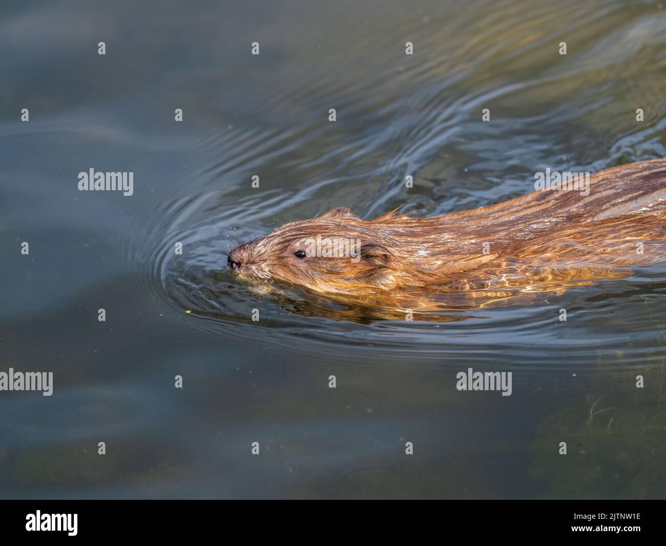 Muskrat, Ondatra zibethicuseats swiming at the surface of the lake ...