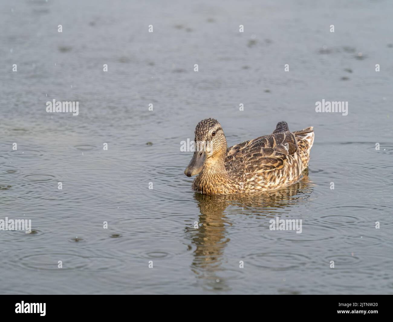 Duck swims in the pond in the rain. Portrait of a female of duck on the ...