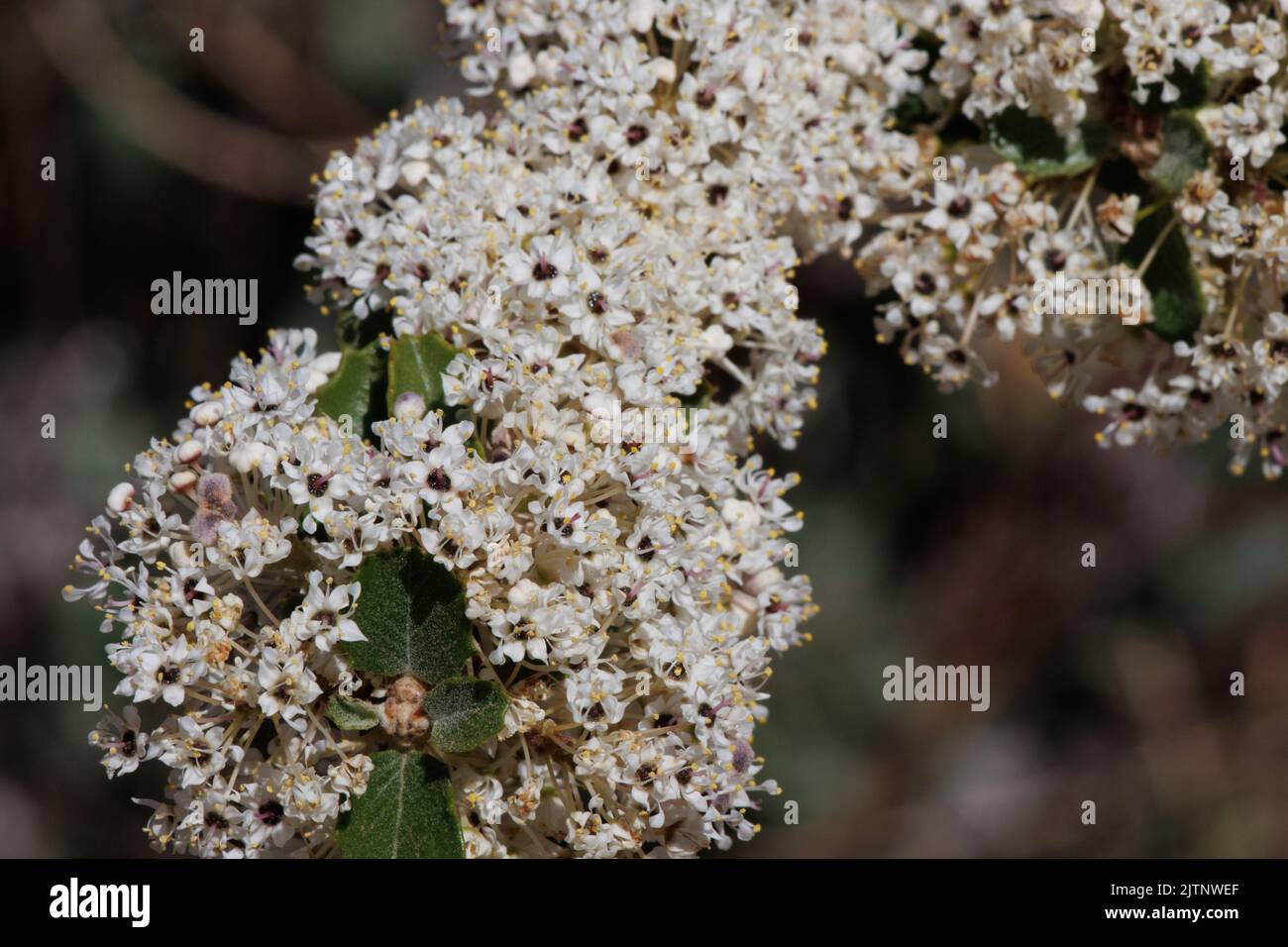 White flowering cymose umbel inflorescences of Ceanothus Perplexans ...