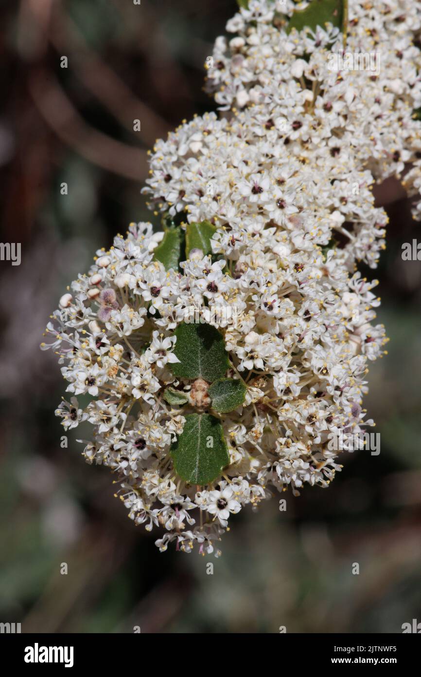 White flowering cymose umbel inflorescences of Ceanothus Perplexans ...