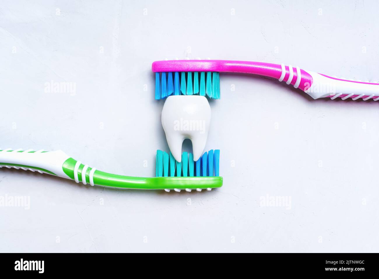 Large white tooth between two colorful toothbrushes isolated on a ...