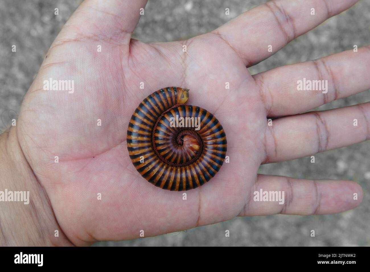 Millipede curled spiral close hi-res stock photography and images - Alamy