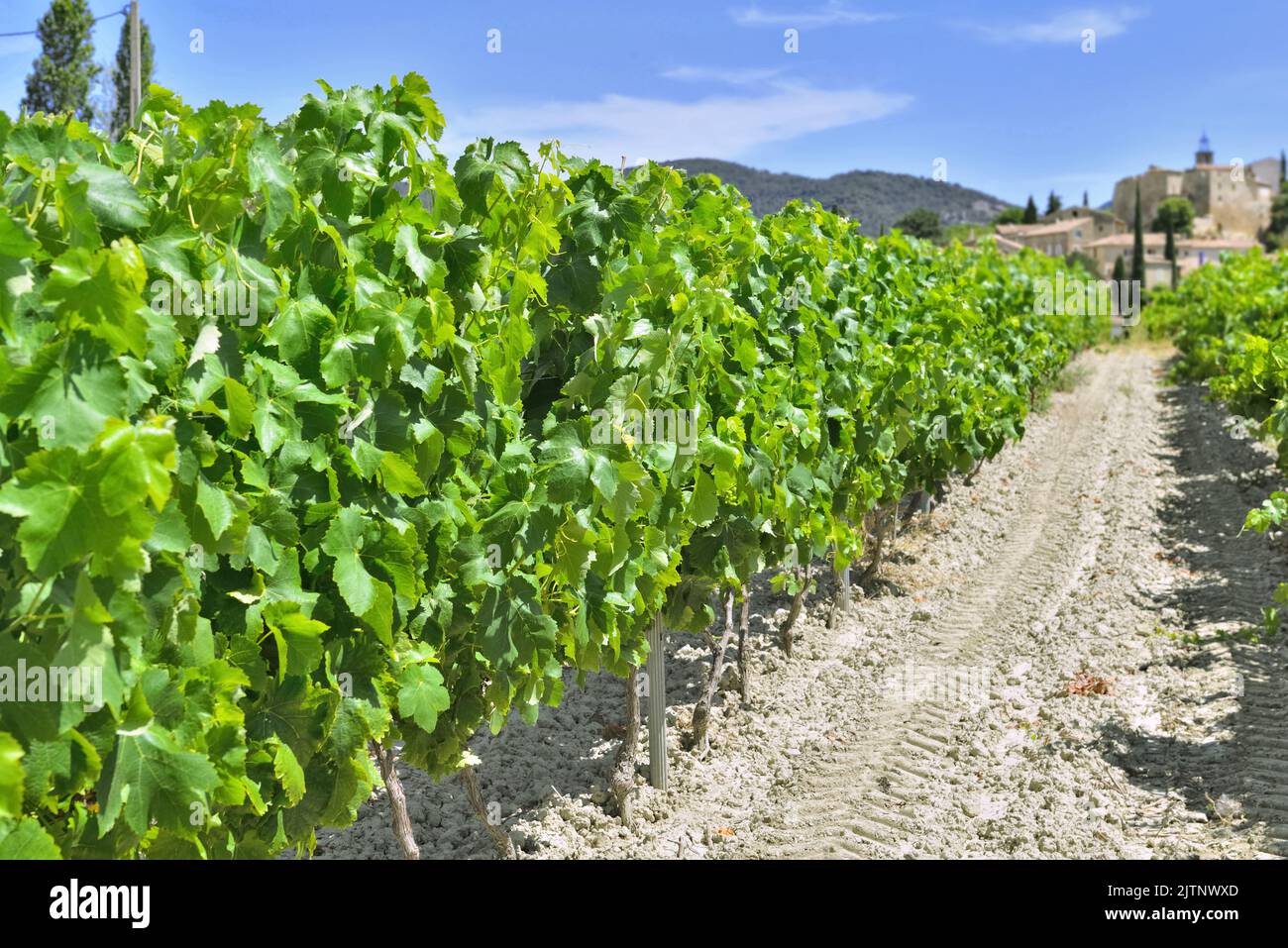 alley between grapes growing in vine in a field in summer Stock Photo ...